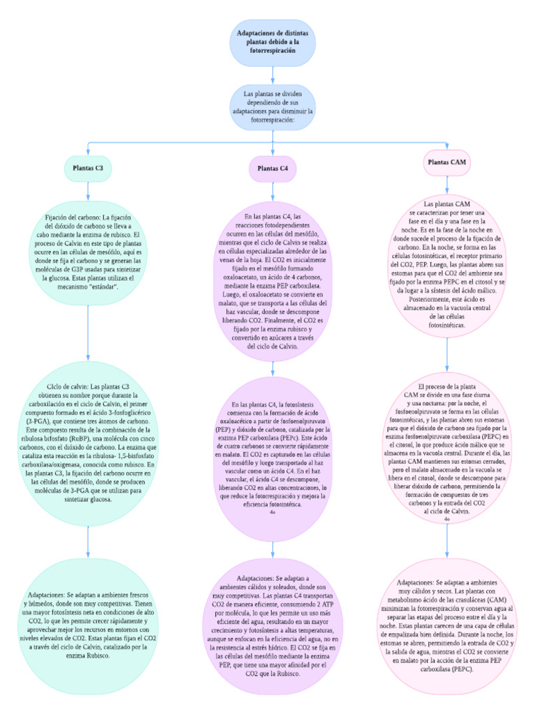 Plantas C3, C4 y CAM | PDF | Fotosíntesis | Fisiología