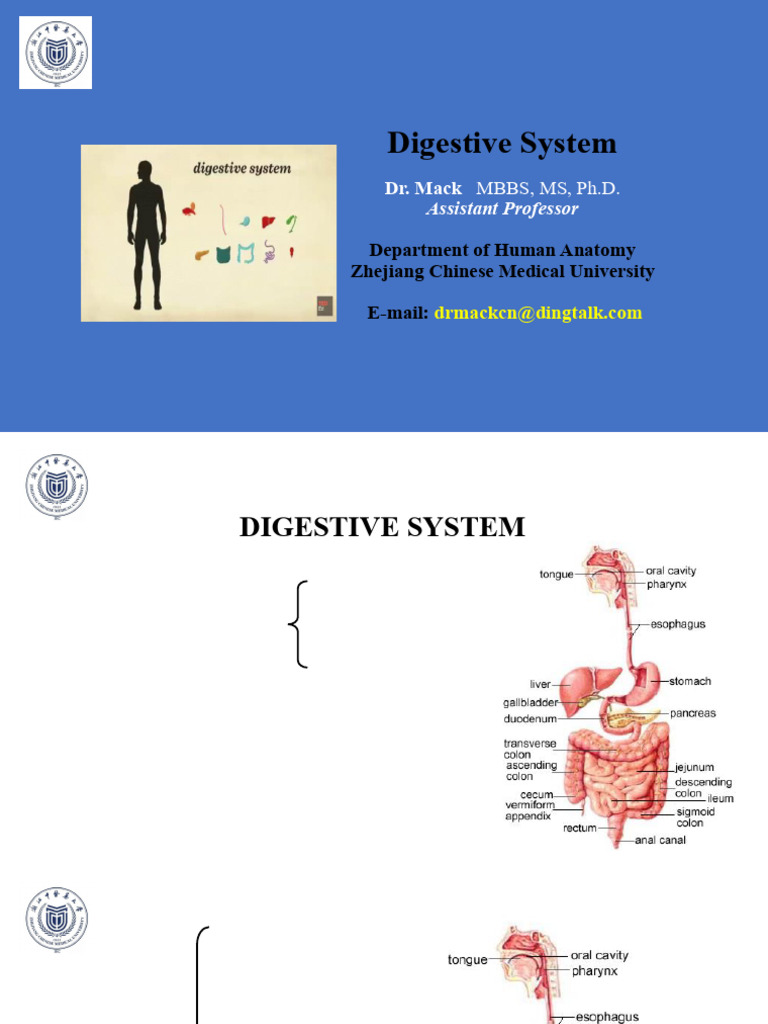 Systemic Anatomy lab | PDF | Gastrointestinal Tract | Small Intestine