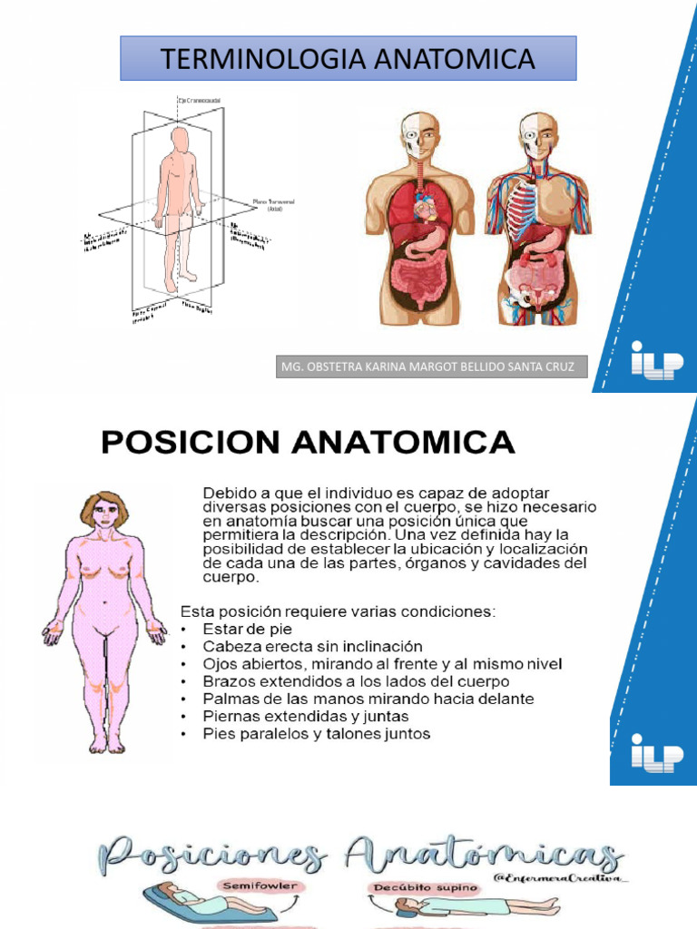 Terminología Anatómica Esencial | PDF