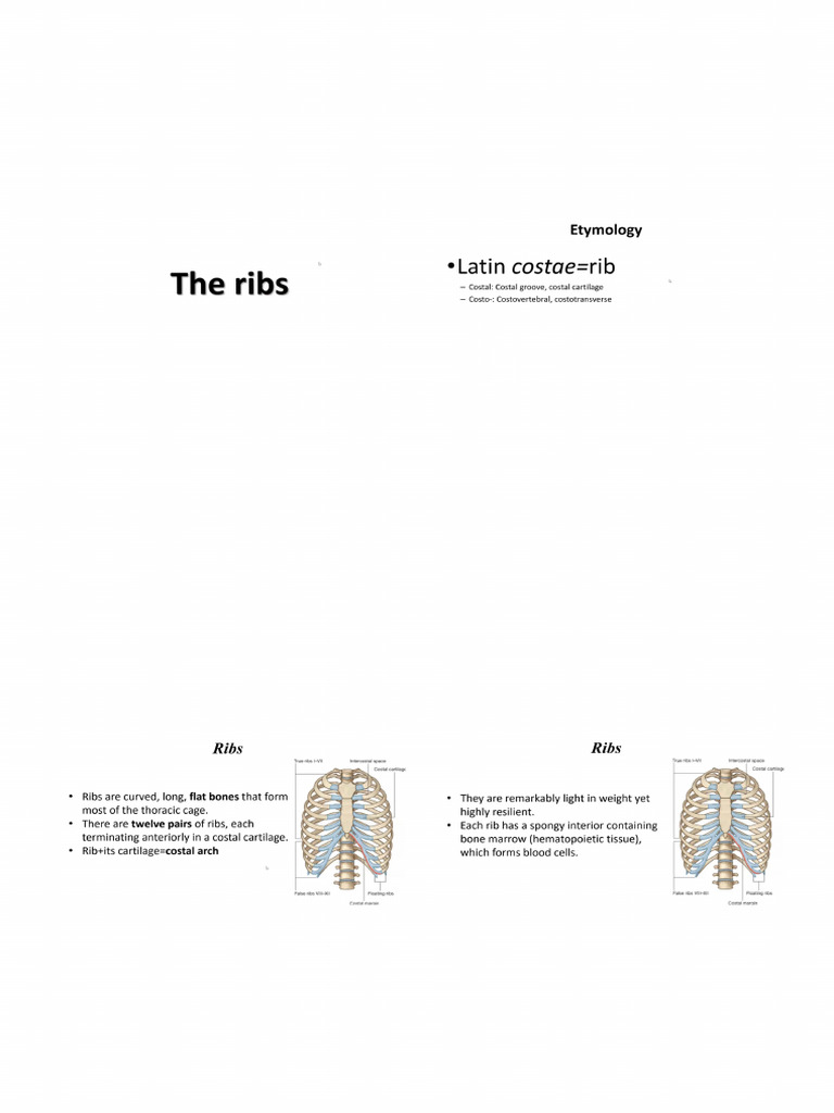 Ribs | PDF
