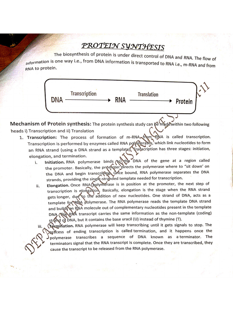 Protein Synthesis Transcription and Translation | PDF