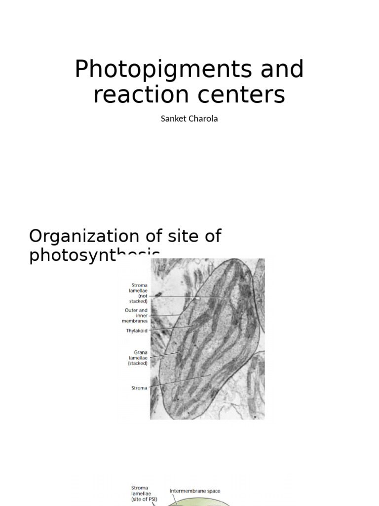 Photopigments and Reaction Centers | PDF