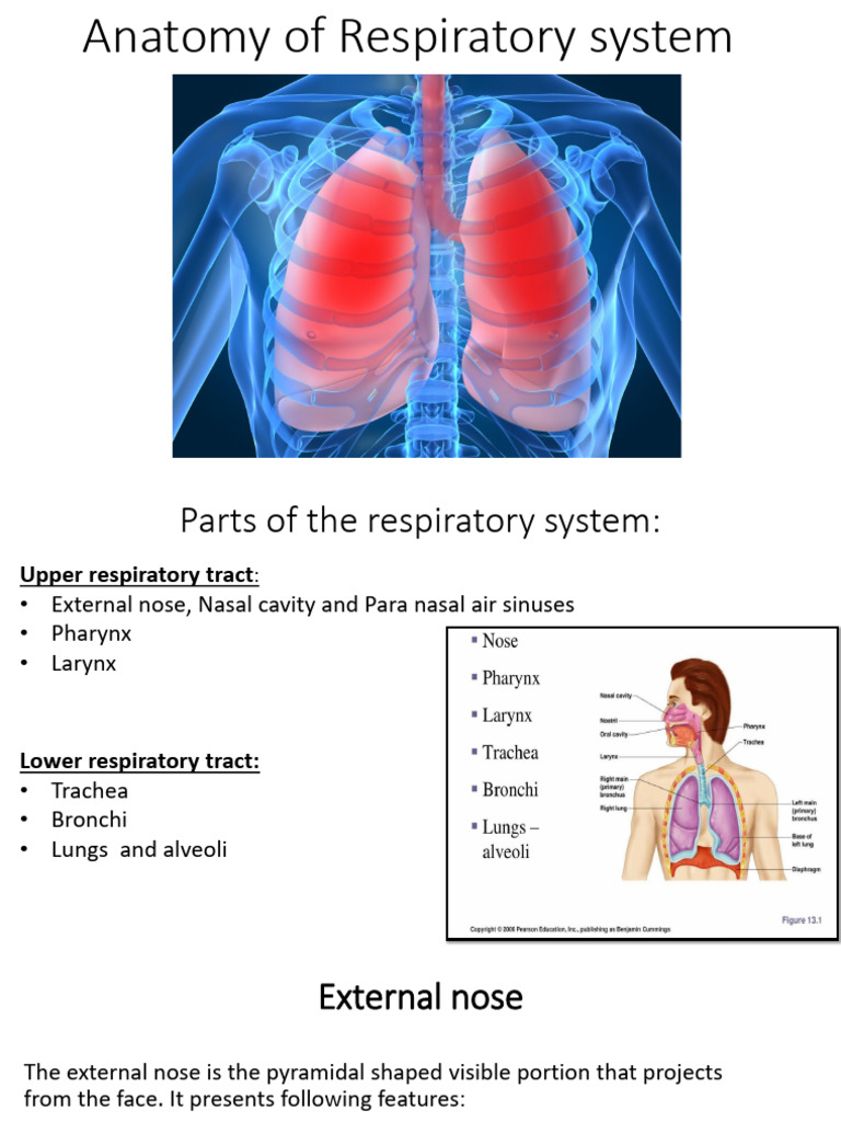 Anatomy of Respiratory System | PDF | Human Nose | Lung