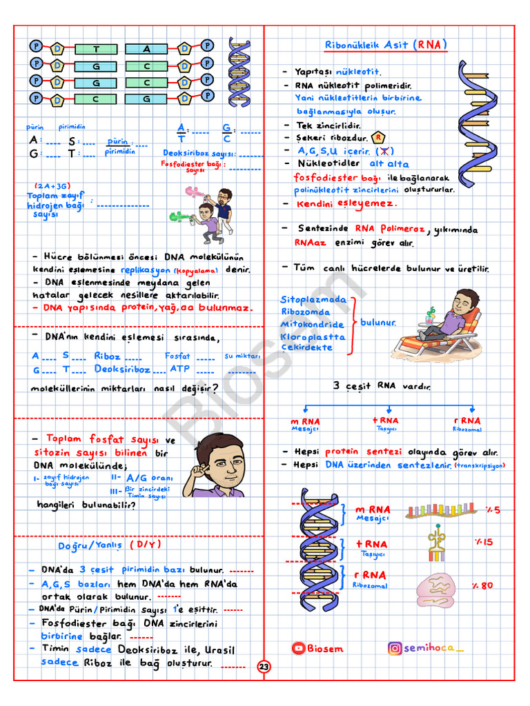 CTB Nükleik Asitler RNA Biosem | PDF
