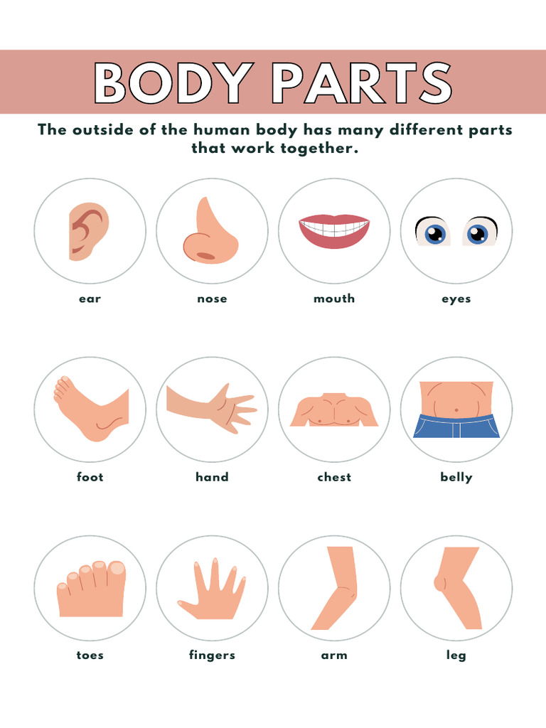 Speech Therapy Poster Body Parts Preschool | PDF