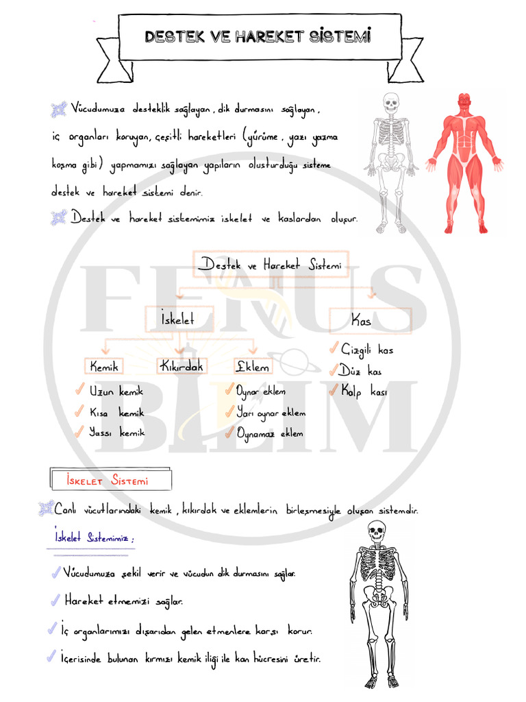 Maarif 5.sinif Destek Ve Hareket Sistemi Ders Notu Fenusbilim 2 | PDF