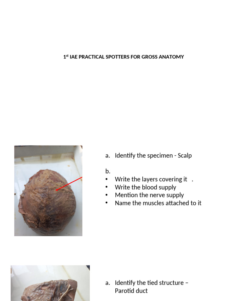1st IAE Practical Spotters | PDF