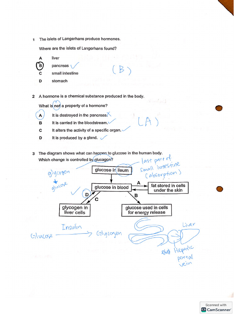 Revision Worksheet Hormones | PDF
