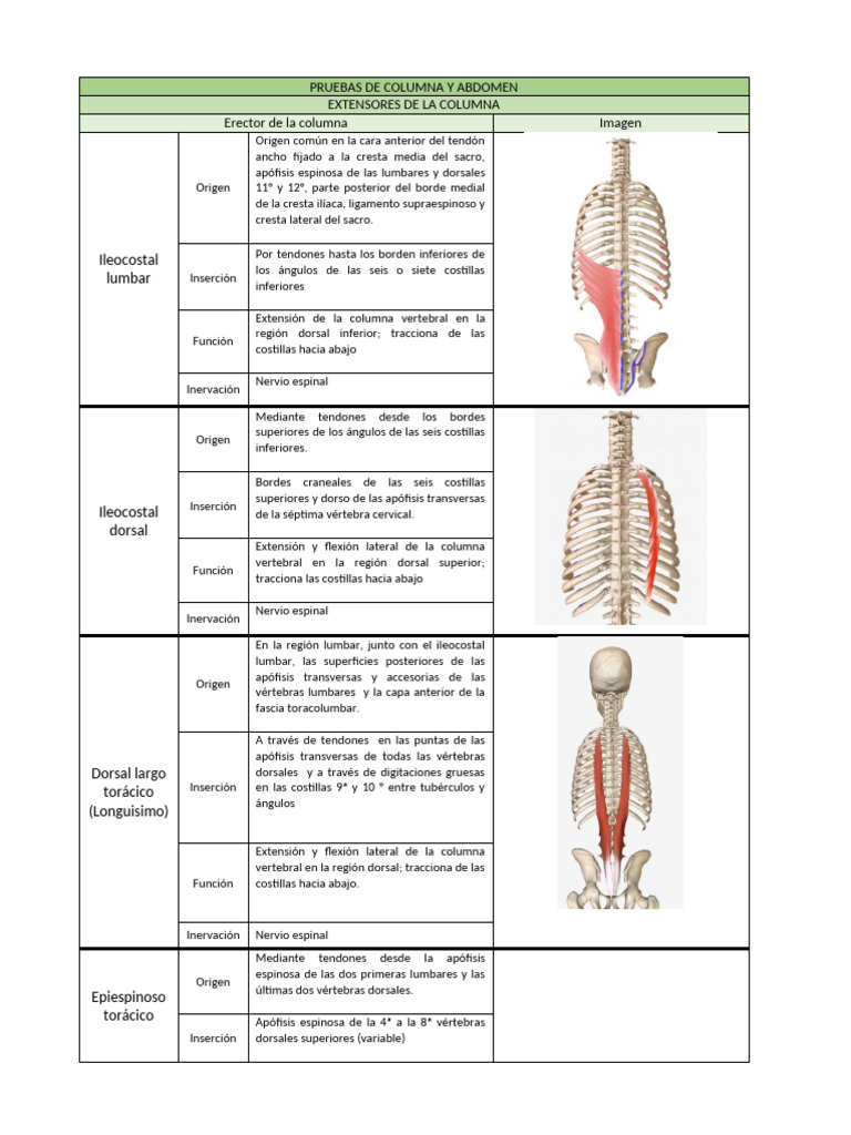 Pruebas Musculares Extensores D Ecolumna | PDF | La columna vertebral ...