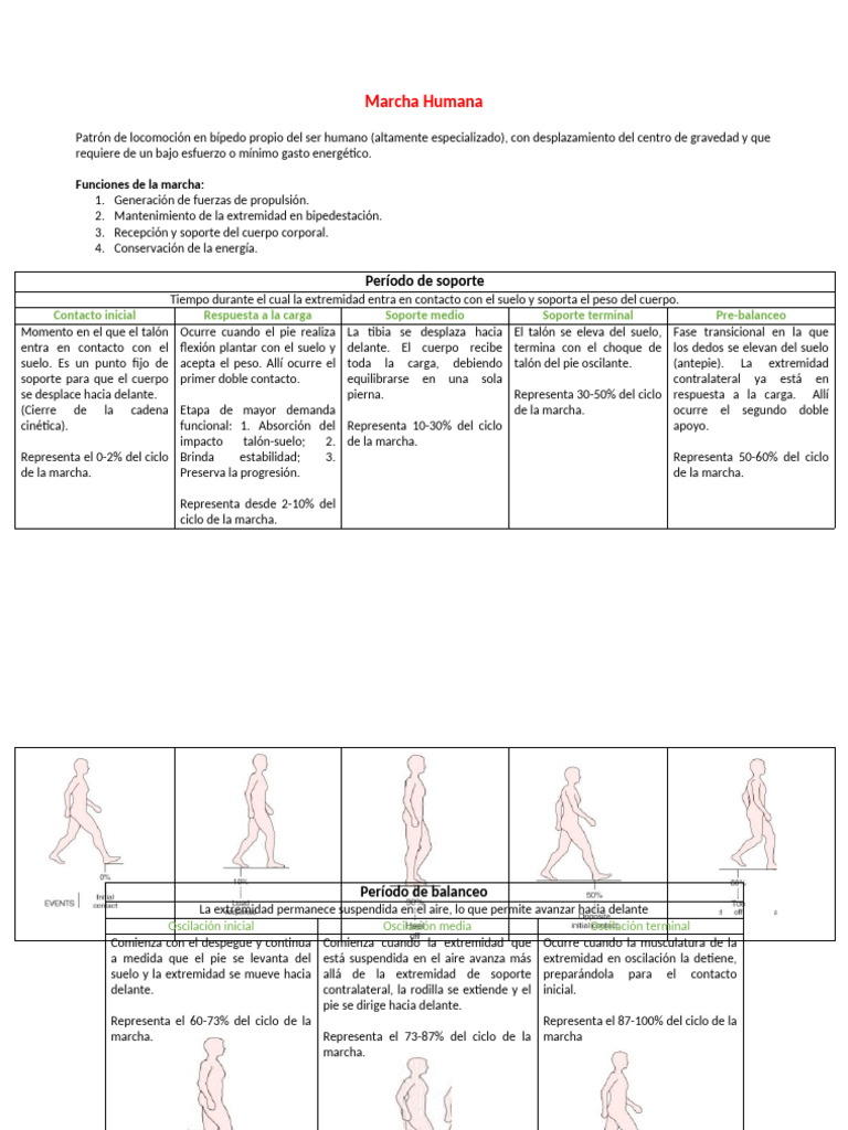 Marcha Humana | PDF | Pie | Velocidad