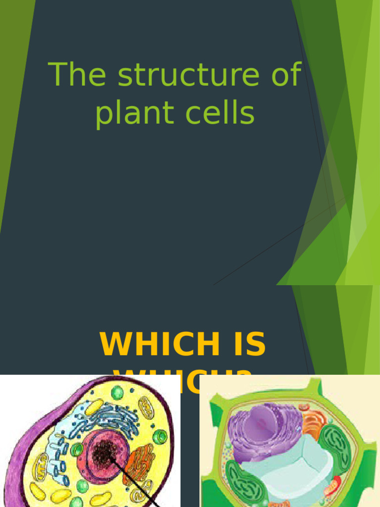 421420618-The-Structure-of-Plant-Cells-ppt | PDF | Cell (Biology ...