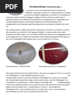 Insekte PP | PDF