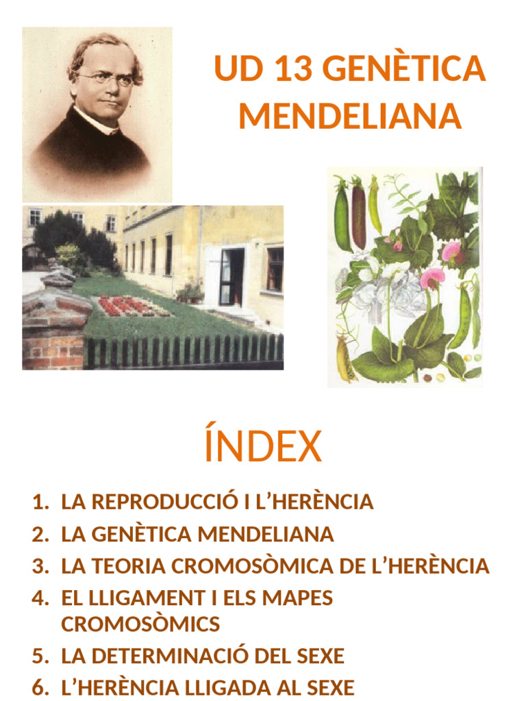UD13 - Genètica mendeliana | PDF