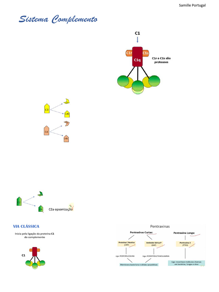 Sistema Complemento PDF | PDF | Sistema complementar | Imunologia