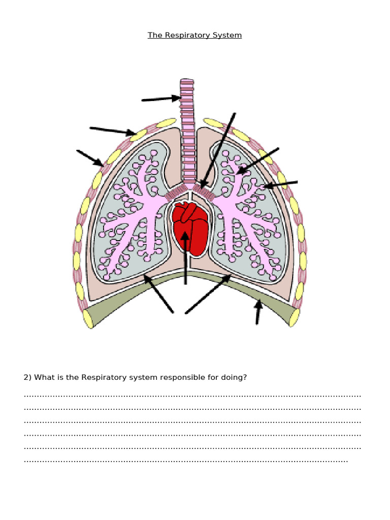 Lung Structure and Respiratory System | PDF
