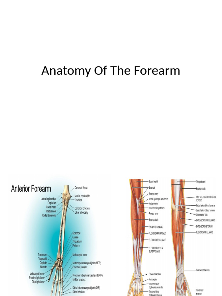 Forearm Anatomy: Muscles and Functions | PDF | Thumb | Elbow
