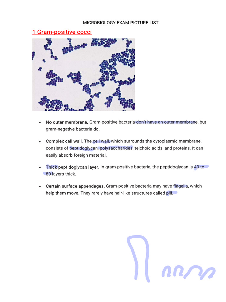Moiz Micro | PDF | Growth Medium | Bacteria