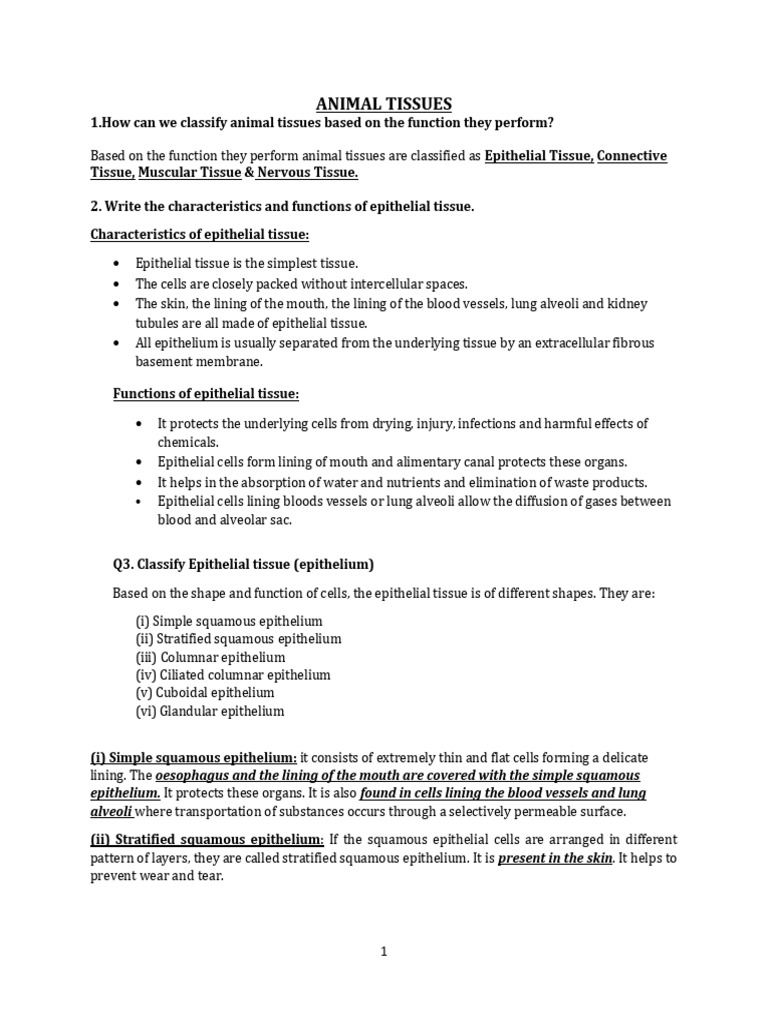 TISSUES (Part 2 Animal Tissues) | PDF | Epithelium | Muscle