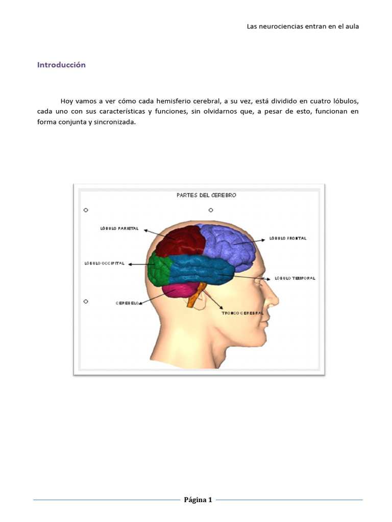 Las Neurociencias Entran en El Aula | PDF | Neurona | Neuroanatomía