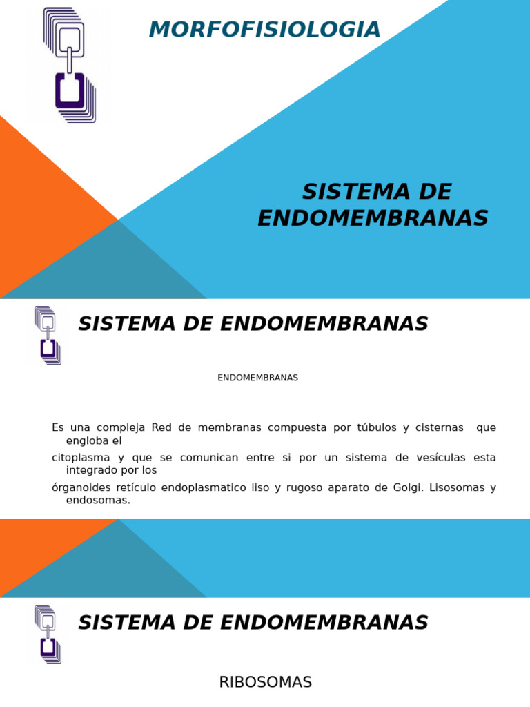 Morfología y Funciones del Sistema de Endomembranas | PDF | Retículo ...