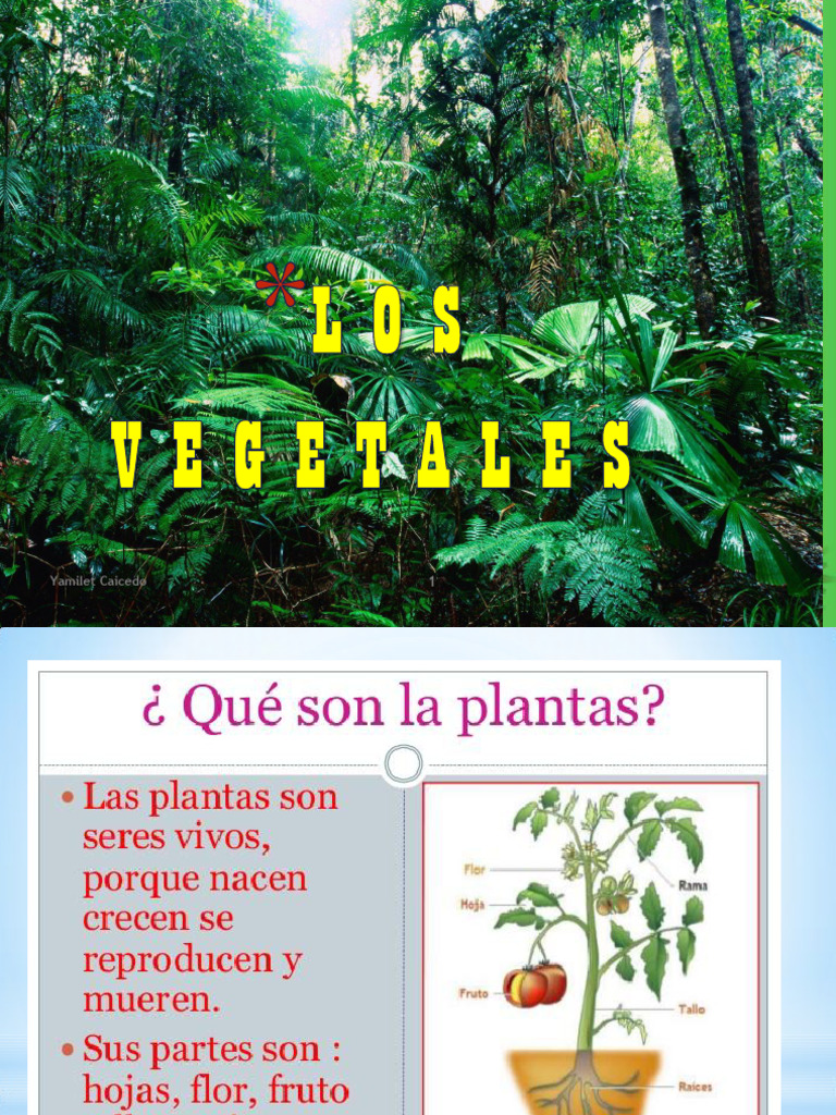 Diapositivas Los Vegetales | PDF