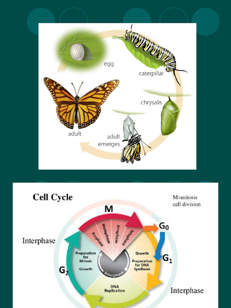 Cell-Cycle General Biology 1 | PDF | Meiosis | Mitosis