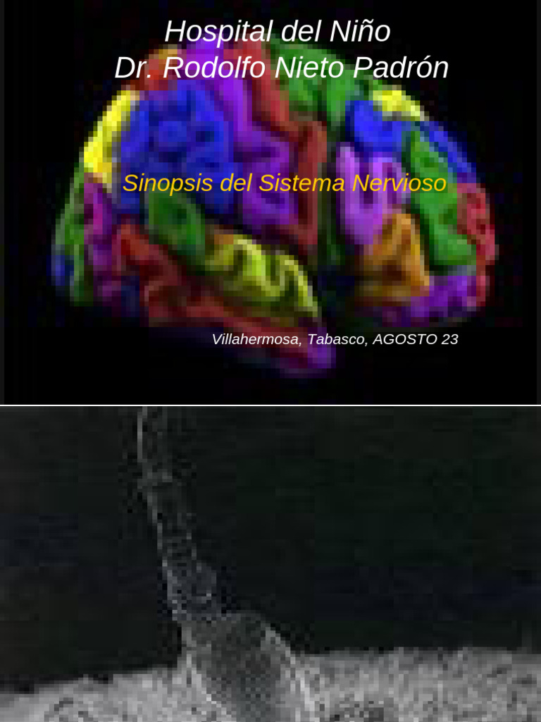 Anatomia Del SNC | PDF | Sistema nervioso central | Sistema nervioso