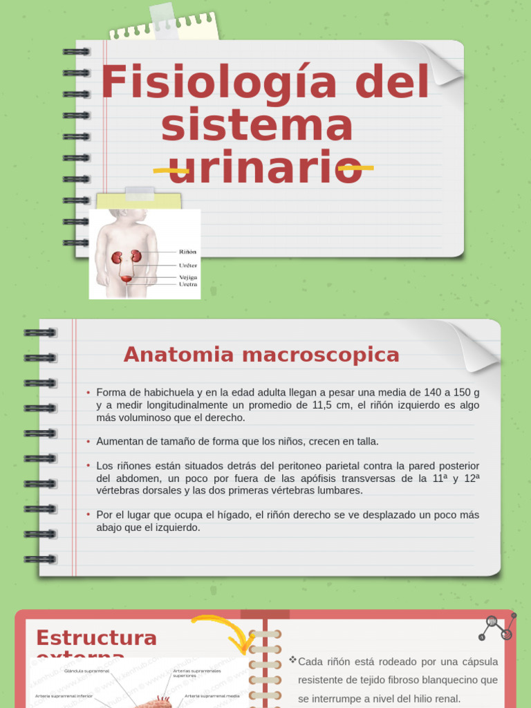 Fisiologia Del Sistema Urinario | PDF | Riñón