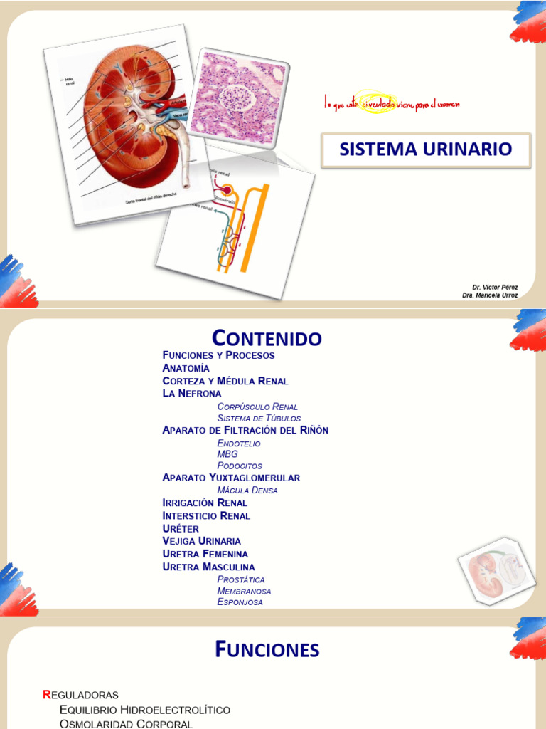 Excretor - Med - 2023 2 | PDF | Riñón | Morfología (biología)