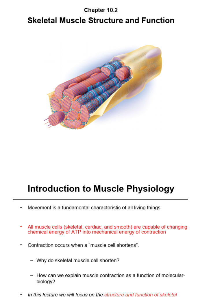 C10.2_skeletal_muscle | PDF | Skeletal Muscle | Muscle Contraction