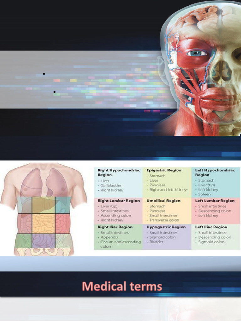 Thorax and Abdomen Anatomy Overview | PDF | Peritoneum | Abdomen