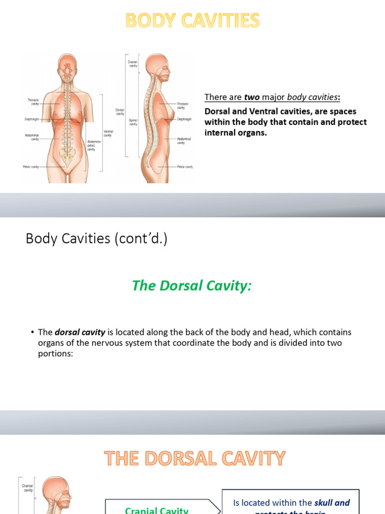 1-13-2025+Body+Cavities 3 | PDF | Human Body | Abdomen