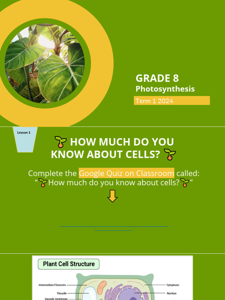 Photosynthesis Slides Year 9 | PDF | Photosynthesis | Stoma