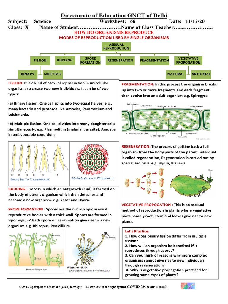 Chapter-7 How Do Organisms Reproduce Worksheet66 | PDF | Reproduction ...
