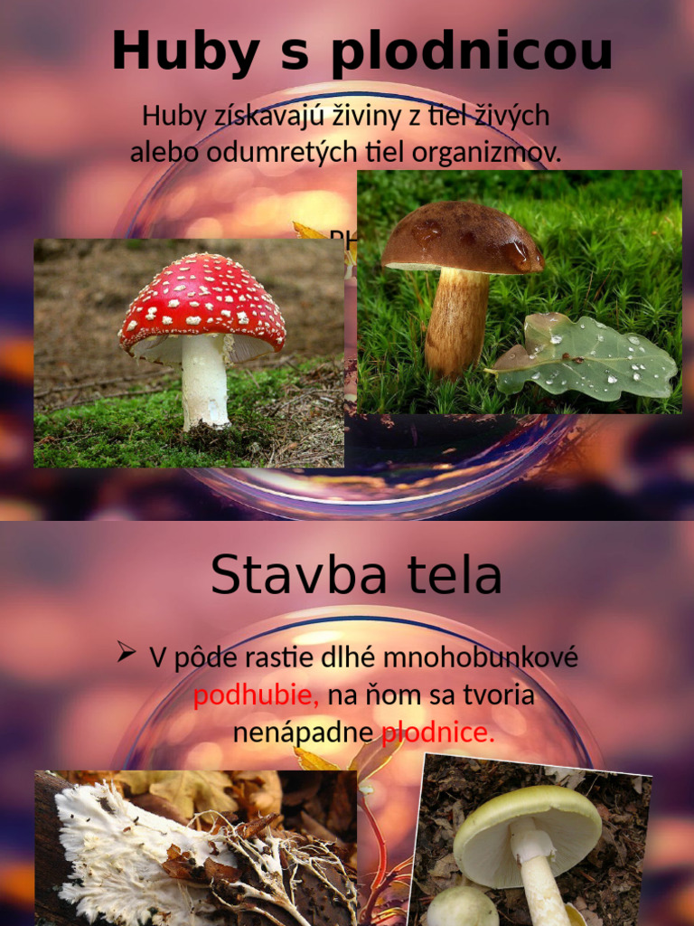 Huby s plodnicou | PDF