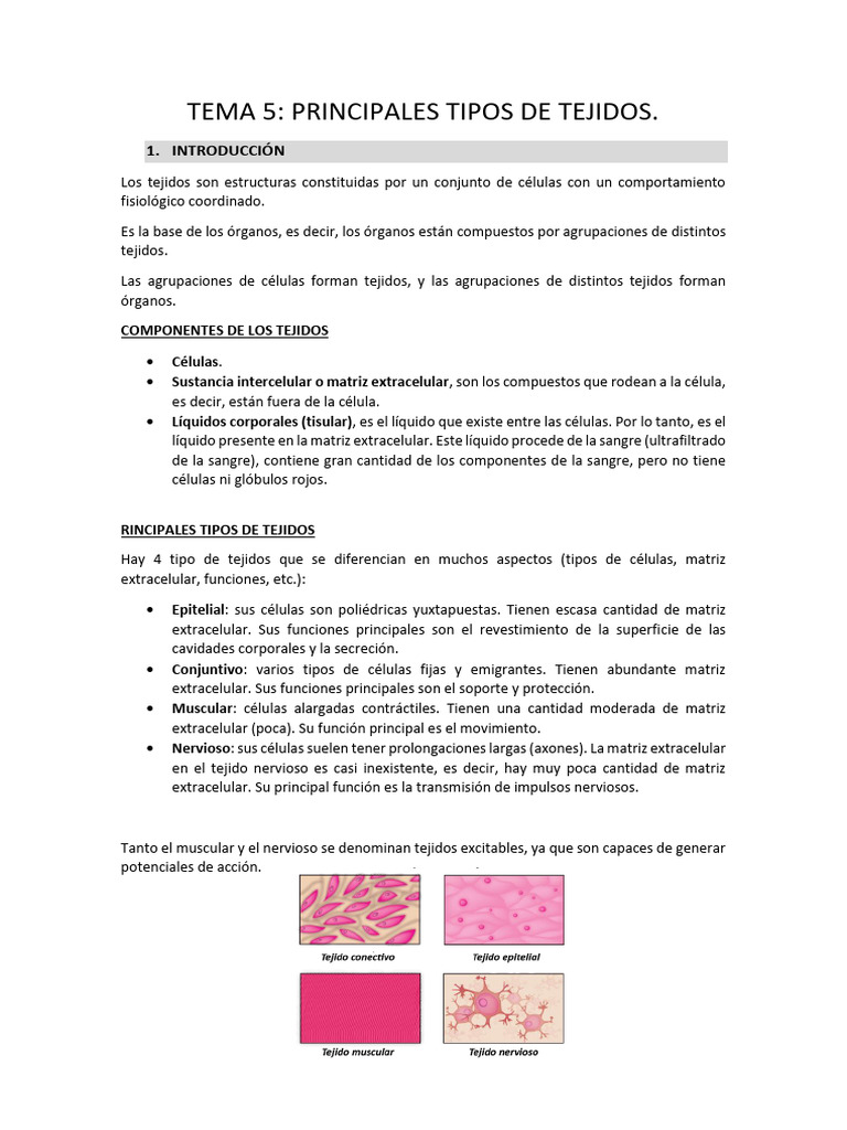 Wuolah Free TEMA 5 | PDF | Epitelio | La matriz extracelular