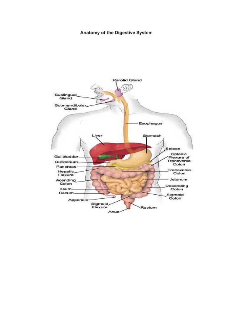 Anatomy of The Digestive System and Circulatory System | PDF | Heart ...