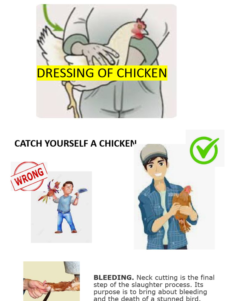 Chicken Dressing Procedure Guide | PDF | Poultry