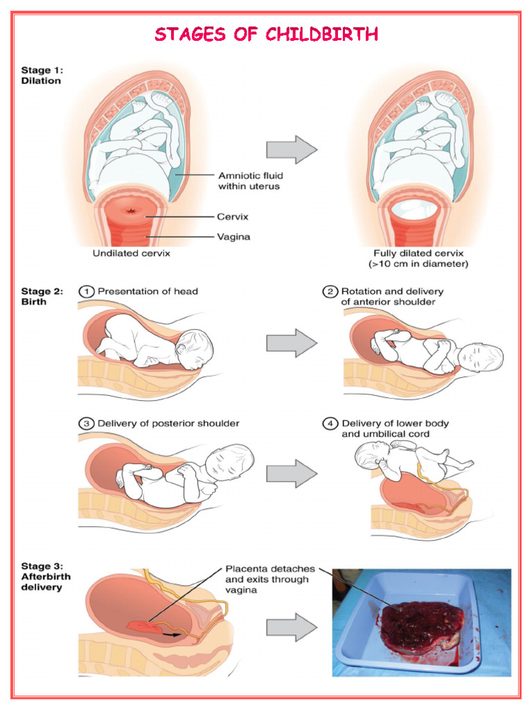 Stages of Childbirth | PDF
