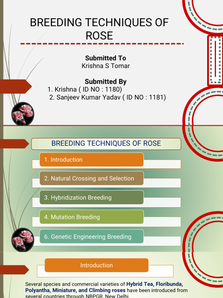 Rose Breeding Techniques Overview | PDF | Pollination | Plant Breeding