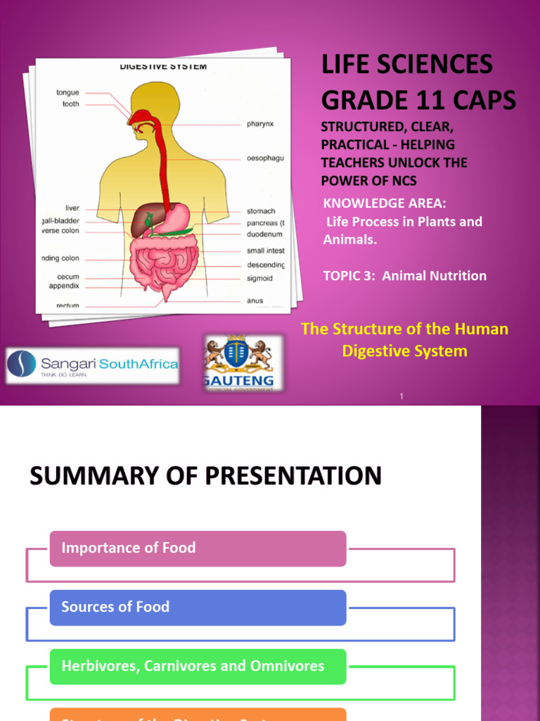 PP16._The_Structure_of_the_Human_Digestive_System | PDF | Pancreas ...