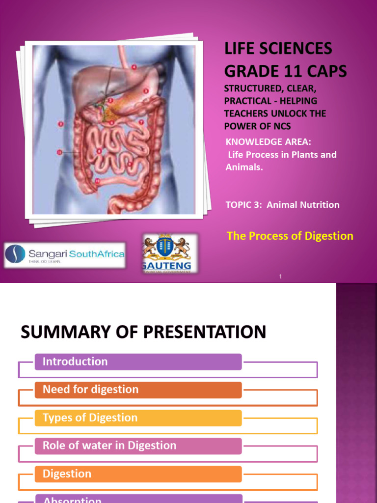 PP17. The Process of Digestion | PDF | Digestion | Pancreas