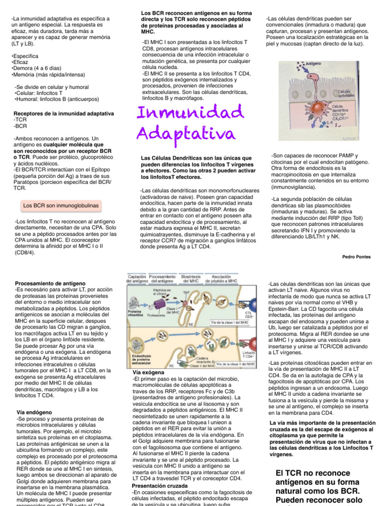Inmunidad Adaptativa | PDF | Antígeno | Célula T