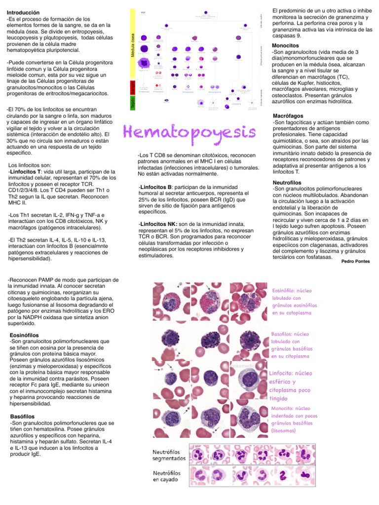 Hematopoyesis | PDF | Hematopoyesis | T Helper Cell