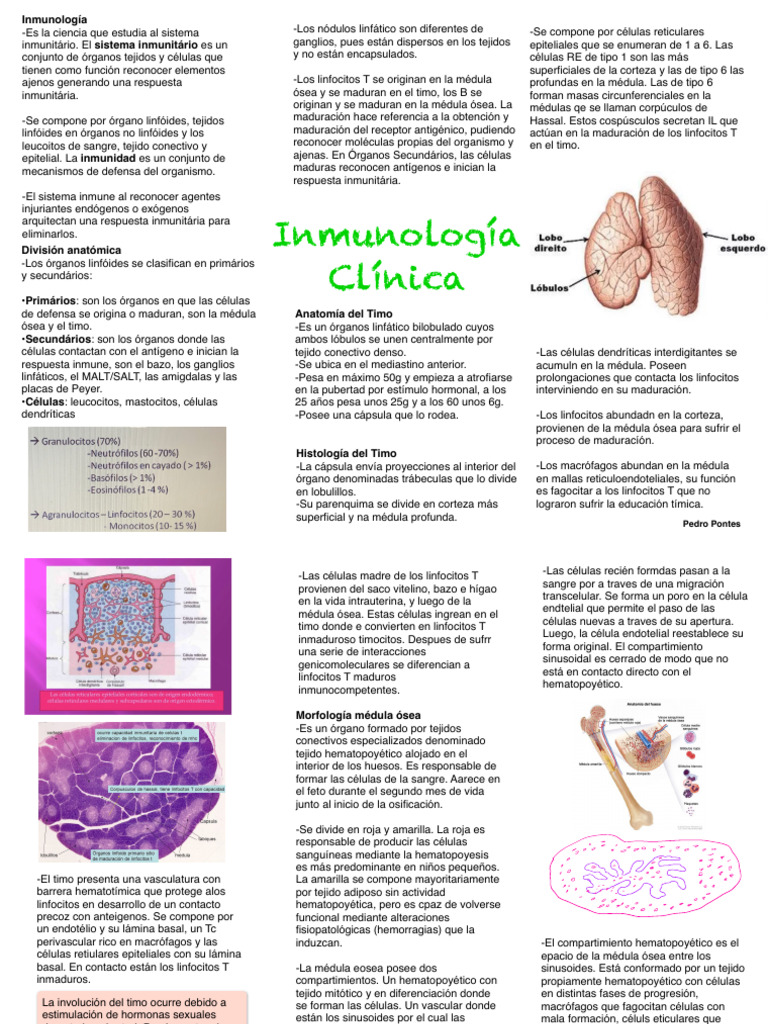 Anatomía Y Función Del Sistema Inmunitario Pdf Ganglio Linfático