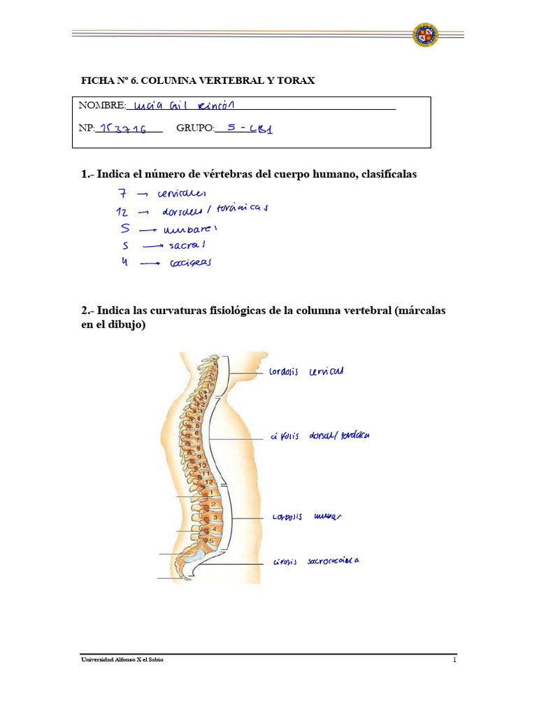 Ficha 6 - Columna y Costillas | PDF | Vértebra | La columna vertebral