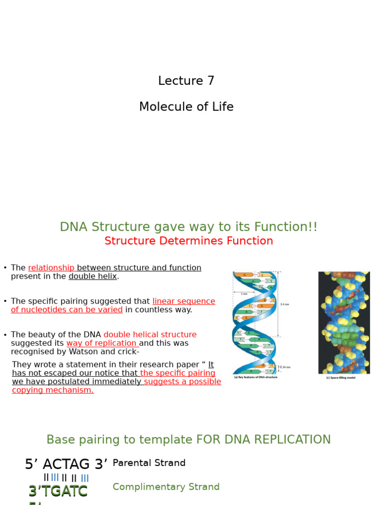 Molecule of Life Lecture 7 Sj 11-8-24_b2786b8a-Eeae-4bfe-988f-280ef0f63004 | PDF | Dna | Dna ...