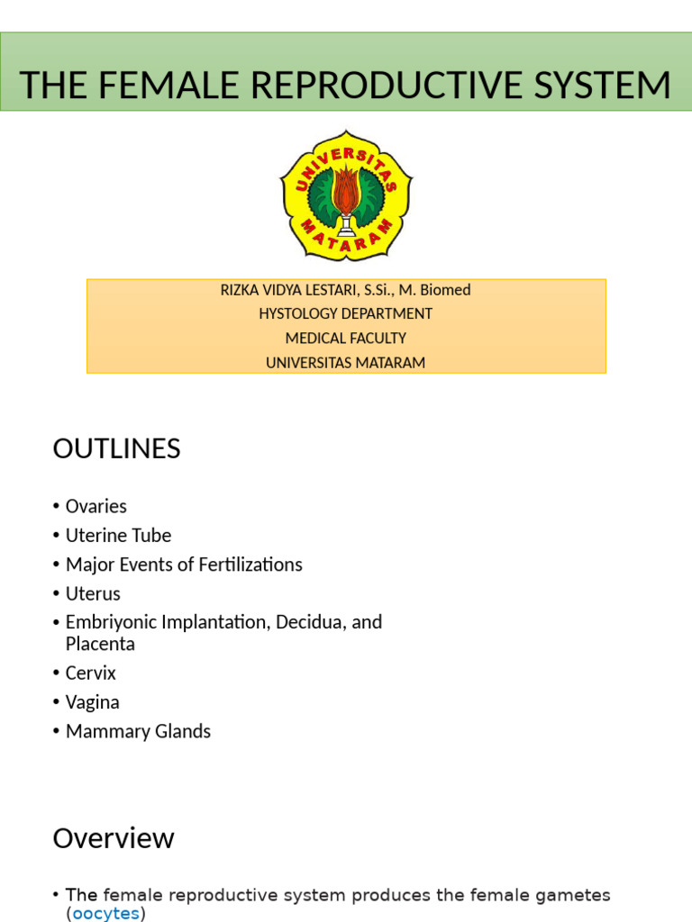 Female Reproduction (Histo) | PDF | Ovary | Placenta