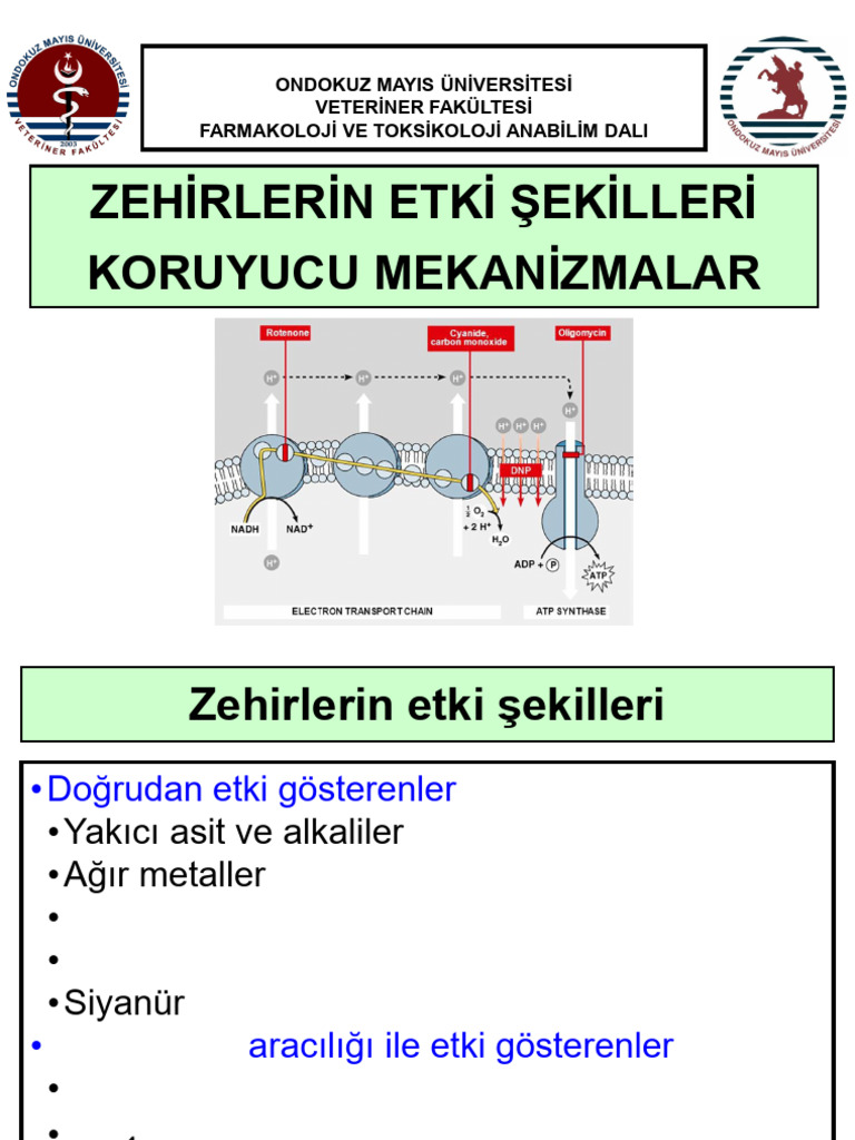 T7 Zehirlerin Etki Şekilleri ve Koruyucu Mekanizmalar | PDF