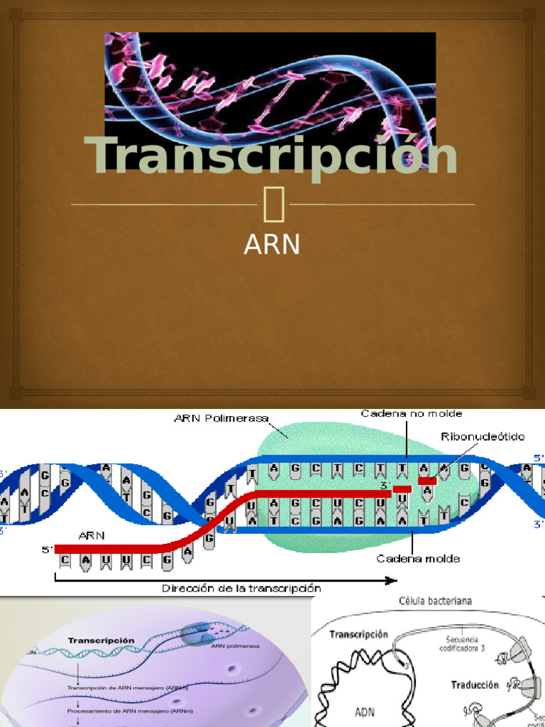1ero. Parcial-Transcripcion | PDF | Rna | Promotor (Genética)